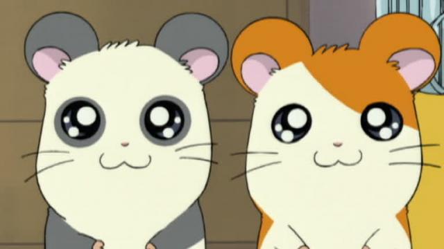 Hamtaro - 2 Épisode 35 : Un spectacle de rêve - streaming - VF - ADN